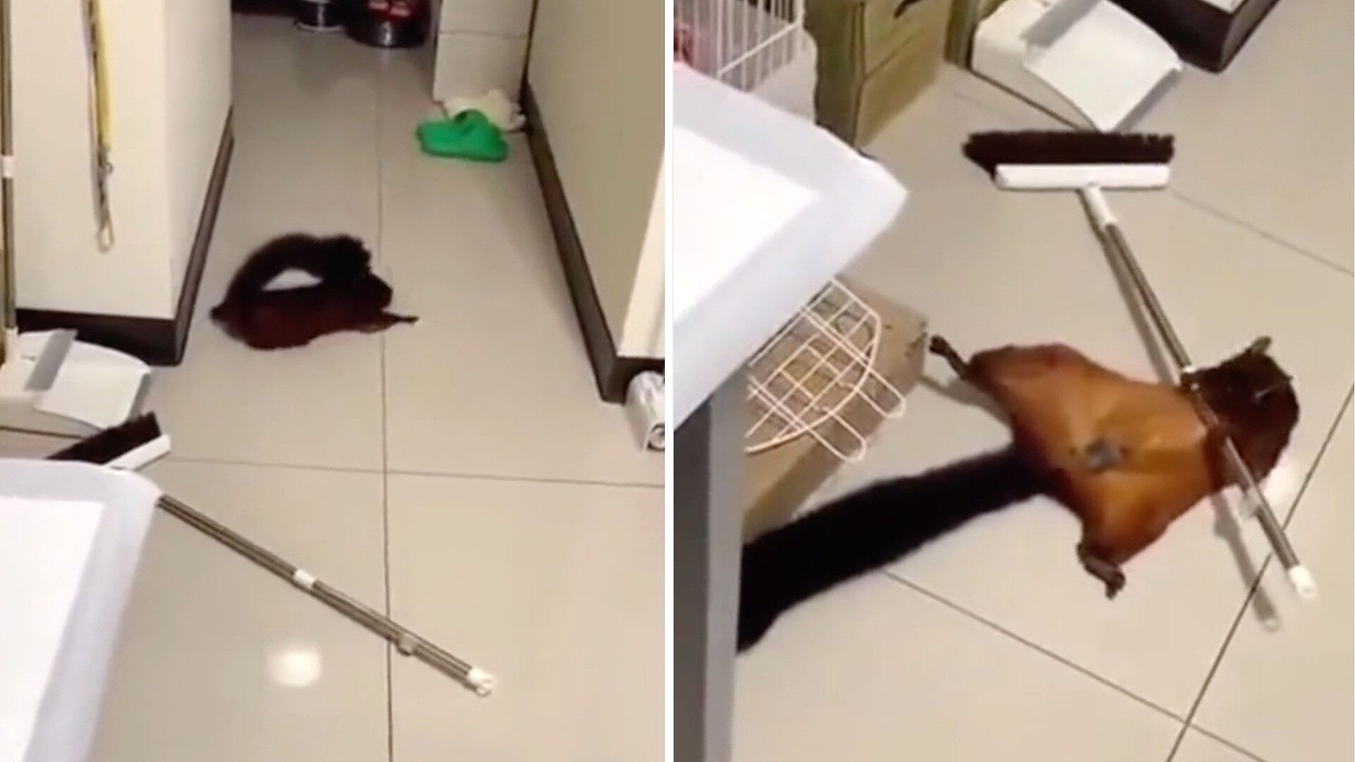 Ardilla Finge su Muerte y se Hace Viral por su Actuación | N+