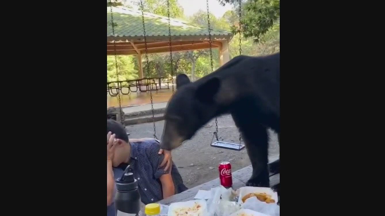 Oso Sorprende a Familia en Chipinque | N+