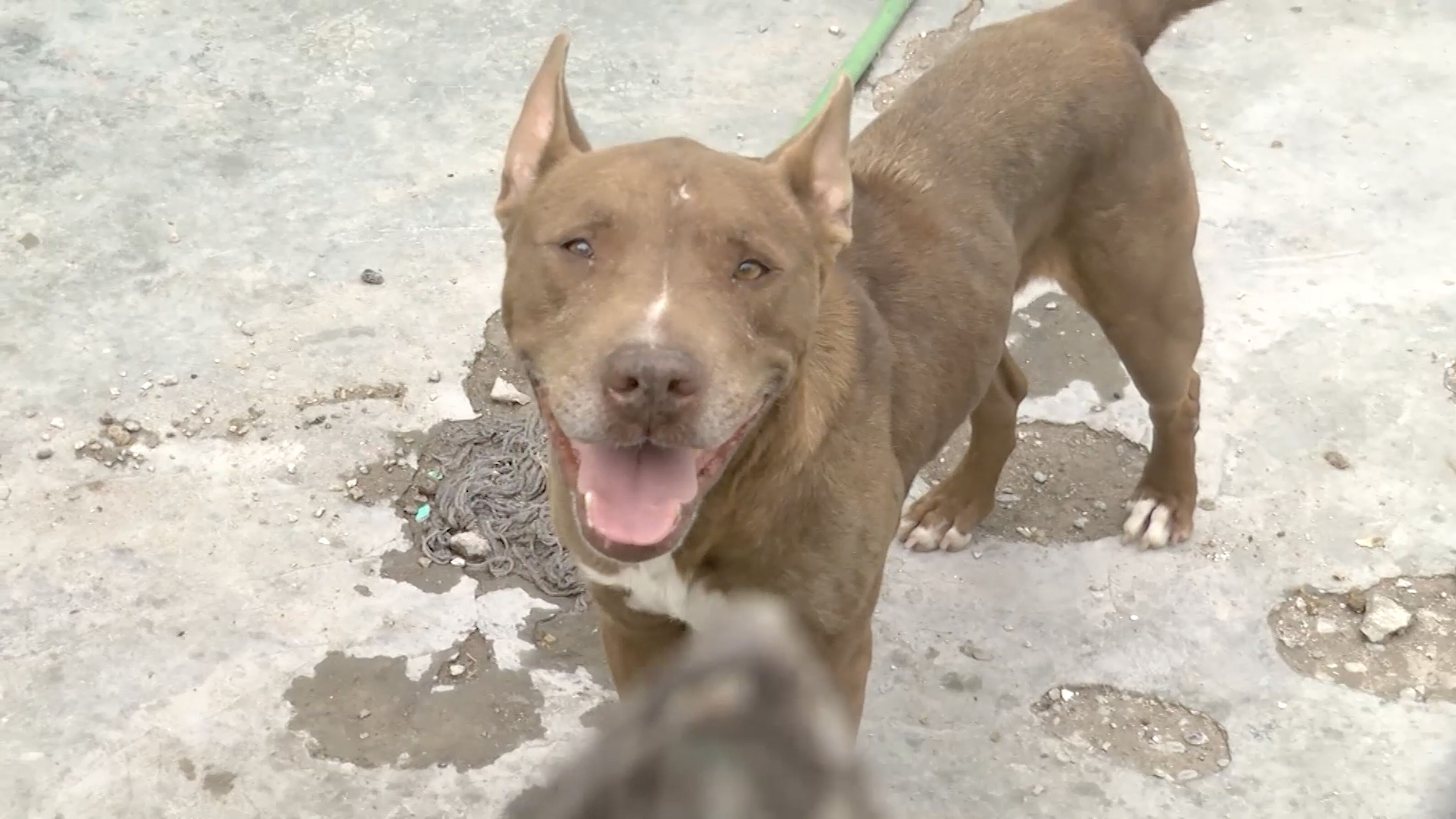 Historia de "Canelo"; Perrito que No Conoce el Amor al Sufrir Maltrato ...