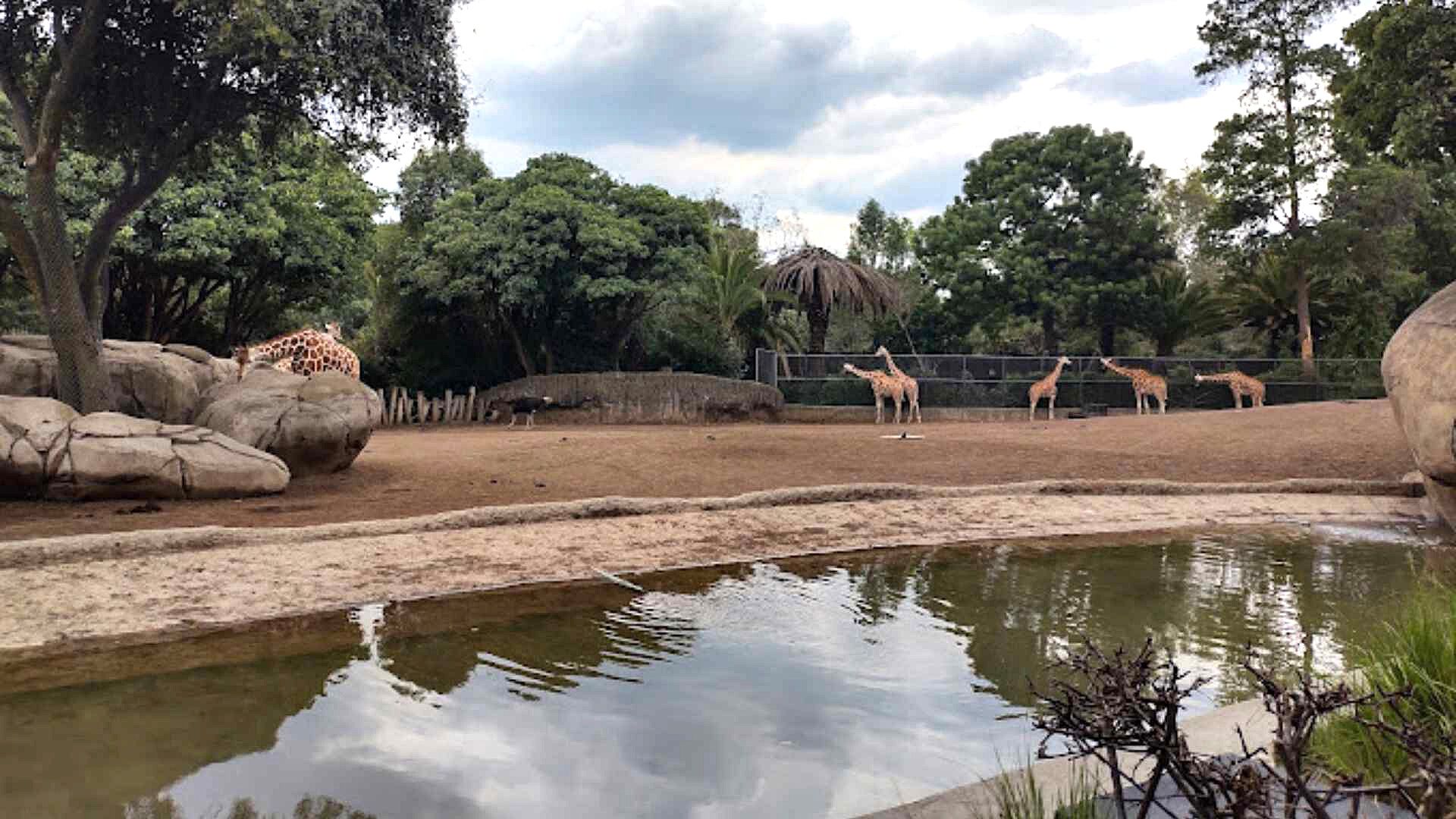 ¿Cómo Fueron los Inicios del Zoológico de Chapultepec? | N+