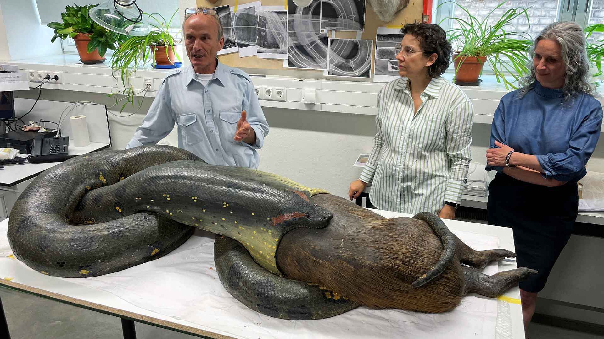 Restauran Anaconda Devorando Capibara, Emblema de Museo de Alemania | N+