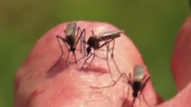 Casos De Dengue Triplicados En Comparación Al Año Pasado N