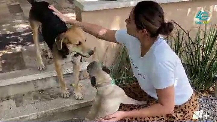 Huellitas | Conexión Emocional Entre el Perro y el Humano | N+